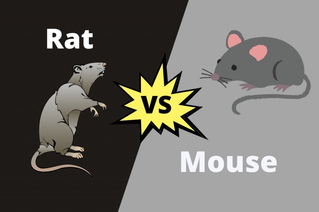 Difference Between Rat And Mouse | ContrastHub