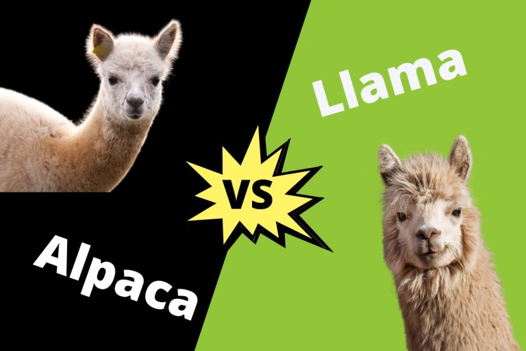 Difference Between Alpaca And Llama | ContrastHub